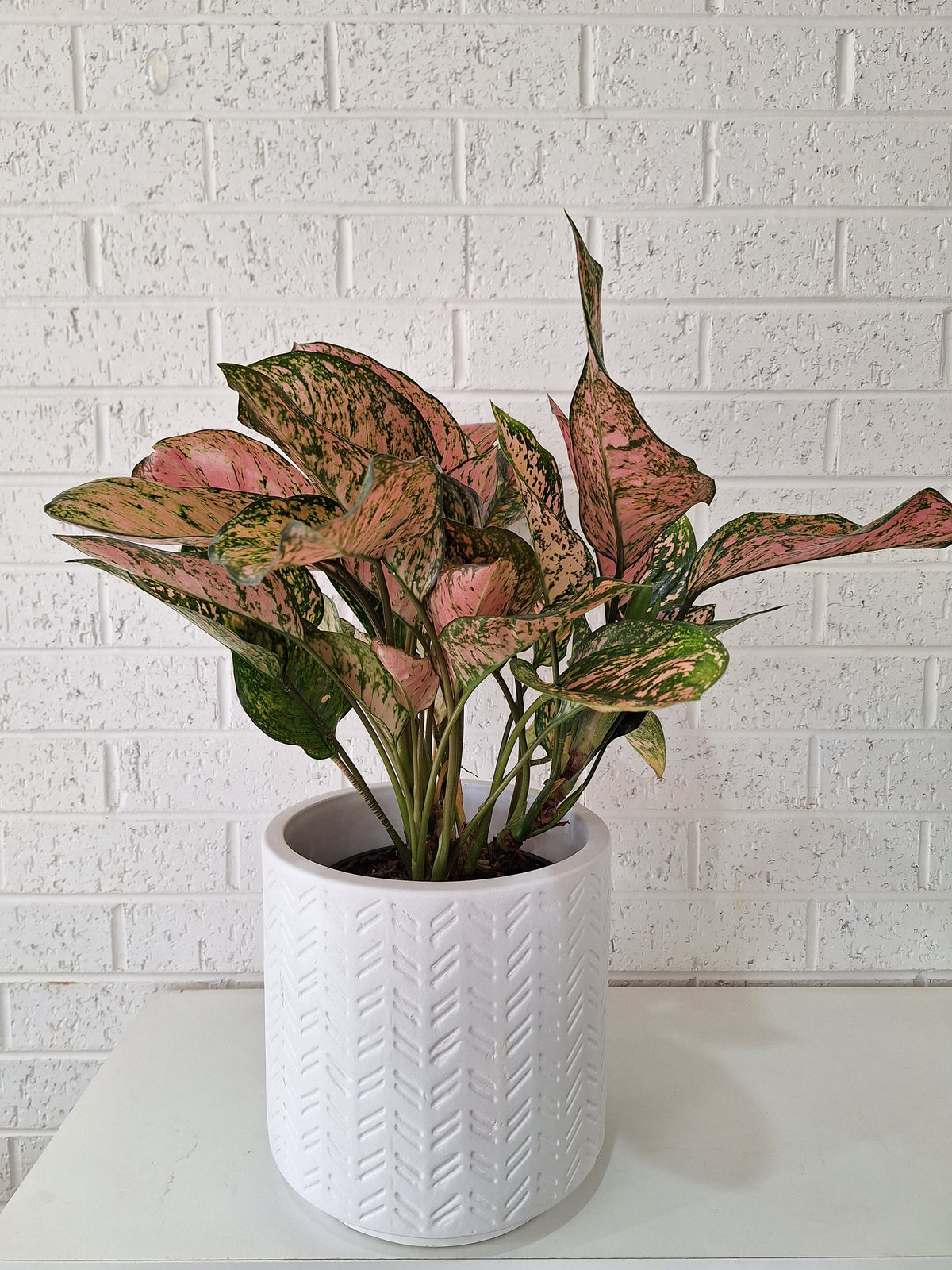 Aglaonema Spitfire - Potted Plant – The Petal Factory